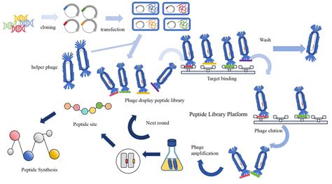 Peptide Library Platform Kmd Bioscience Nanobody Discovery Platform Protein Expression