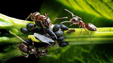 Do Ants Eat Aphids Uk At Mildred Rohe Blog