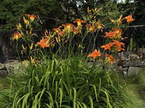Orange Daylily Hemerocallis Fulva