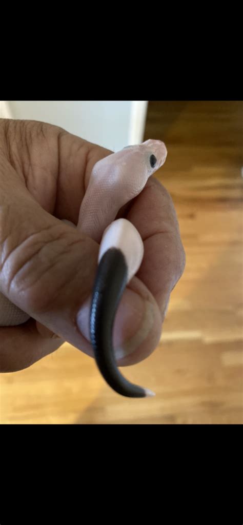 Panda Pied Super Black Pastel Project For Ball Python Lovers