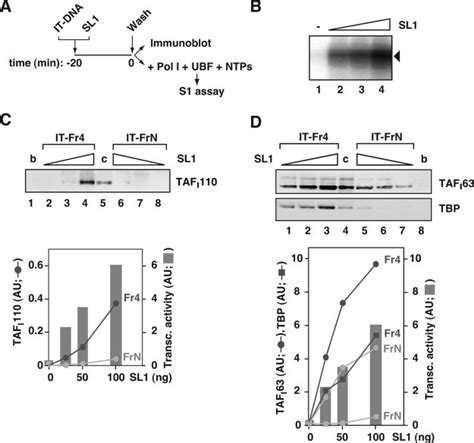 Sl1 Binds An Immobilized Rdna Promoter Template Independently Of Ubf Download Scientific