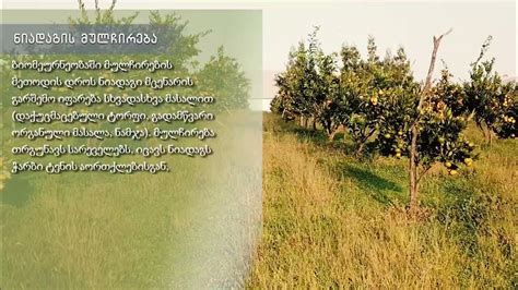როგორ მოვიყვანით ციტრუსი წარმოების დეტალური აგროტექნოლოგია Youtube