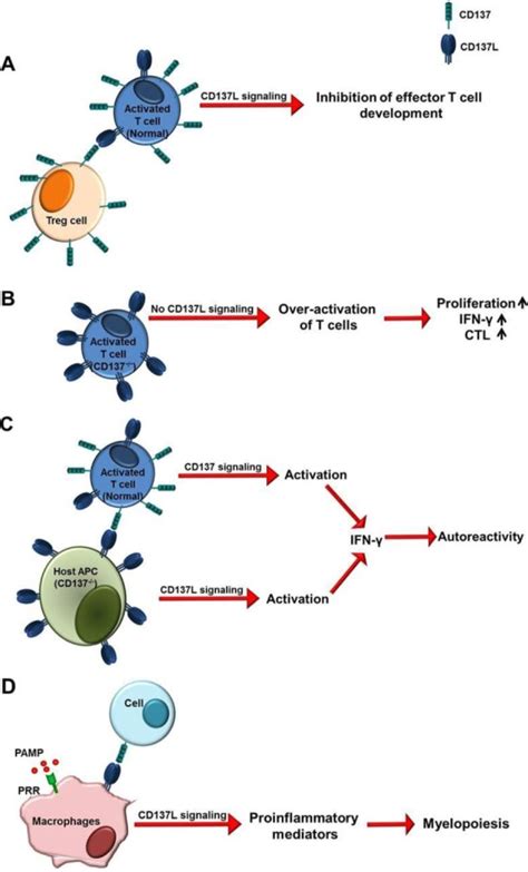Is Cd137 Ligand Cd137l Signaling A Fine Tuner Of Immune Responses Pmc