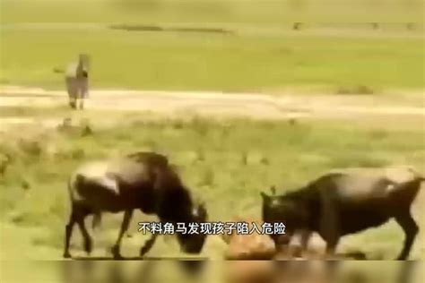 落单的猎狗与角马之间的争斗，谁才是最后赢家争斗角马猎狗