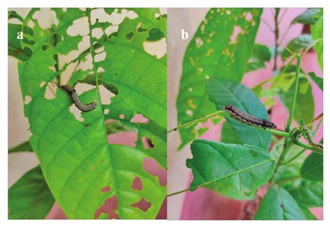 New Occurrence Of The Spodoptera Litura Fabricius Lepidoptera