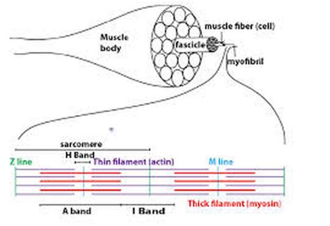2d Labelled Diagram Muscle Cells By Raisa Helal