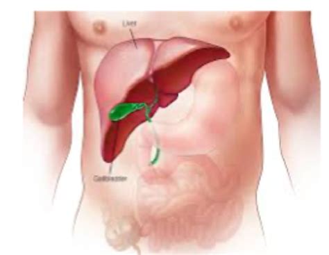 Liver Notes Flashcards Quizlet