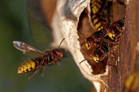 mean bugs exploring the sting hierarchy