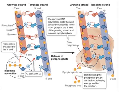 Biolo Flashcards Quizlet
