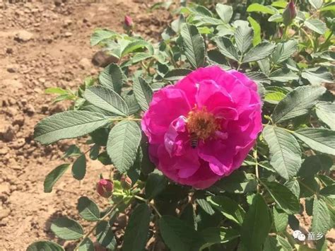 中英文形容词的不同 知乎