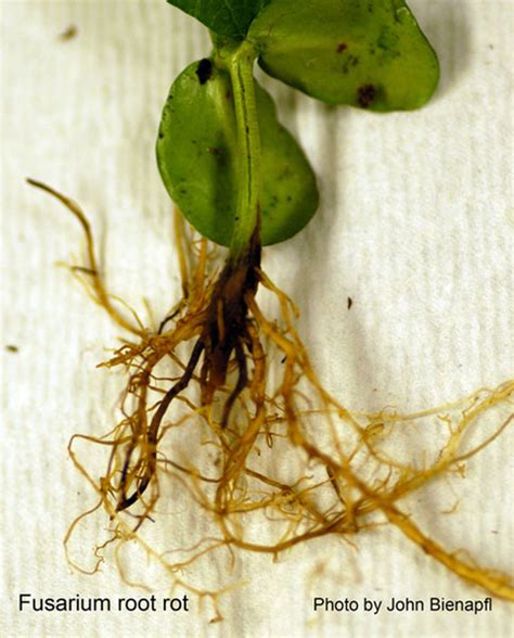 Fusarium Root Rot On Soybean Umn Extension