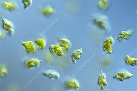 Phacus Smulkowskianus Algae Light Micrograph Stock Image C057 7871 Science Photo Library