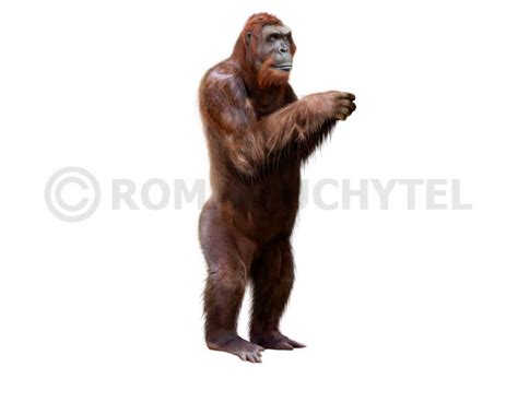 Gigantopithecus зображення купити недорого Uchytel