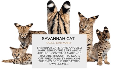 Savannah Cat F1 Vs F5