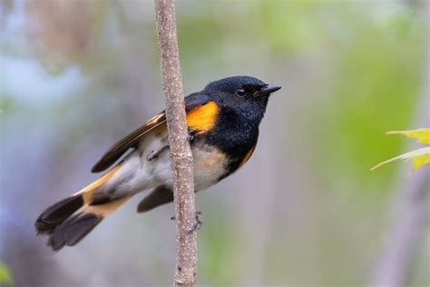 Warbler Identification During Spring Migration Merritt Island Wildlife Association
