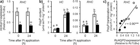Figure 3 From Aquaporin Mediated Long Distance Polyphosphate Translocation Directed Towards The