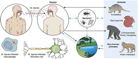 The Transmission Pathways Of M Leprae The M Leprae Transmission Download Scientific Diagram