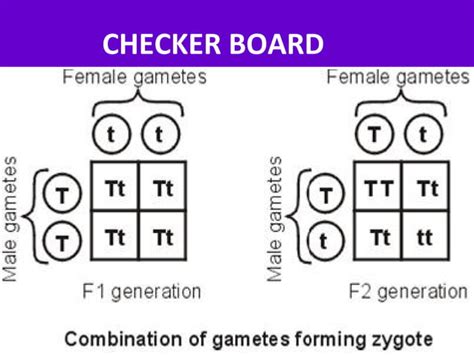 Mendels Monohybrid Cross Ppt Gardening Home And Garden