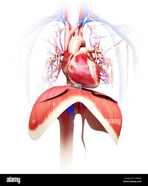 Menschliches Herz Kreislauf System Und Zwerchfell Computer Artwork Stockfotografie Alamy