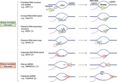 Helicases In R Loop Formation And Resolution Journal Of Biological Chemistry