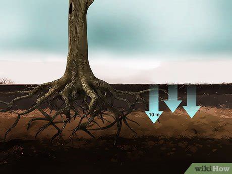 How To Water Trees With Pictures WikiHow How To Water Trees With Pictures WikiHow