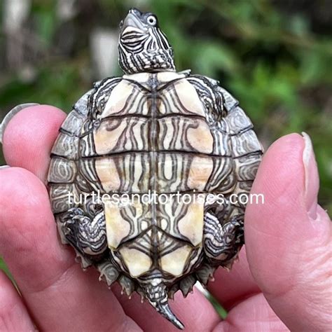 Sabine Map Turtle Graptemys Sabinensis Cb 2022 Turtles And