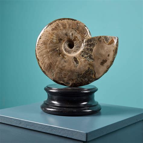 Opalised Iridescent Ammonite Fossil Uk Architectural Heritage