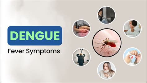 Dengue Fever Causes Symptoms And Prevention
