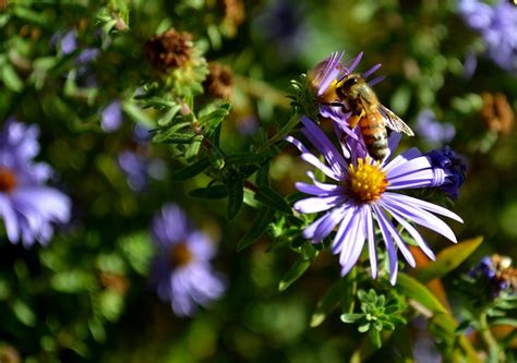 Bee On Aster Free Photos On