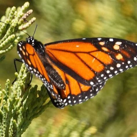 Butterflies And Moths Of California Butterflies And Moths Of North