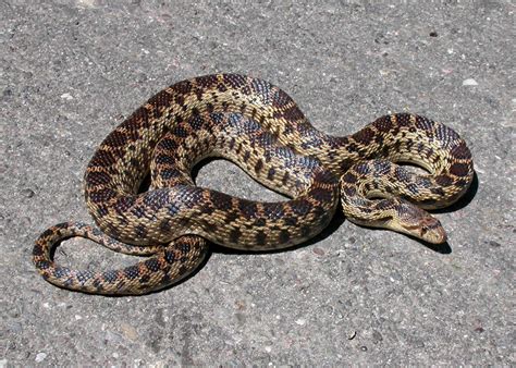 Gopher Snake