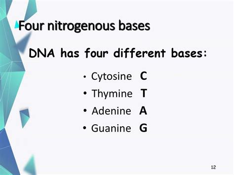 Structure of DNA and its function презентация онлайн