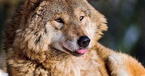 Count Your Wolves Album On Imgur