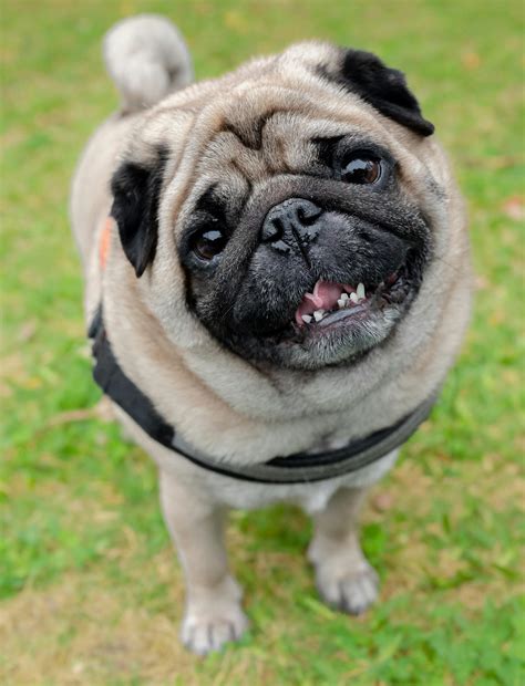 Pug The Royal And Loyal Companion