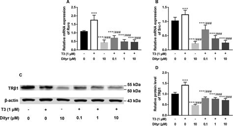 Dityrosine Suppresses The Expression Of T3 Function Related Factors In
