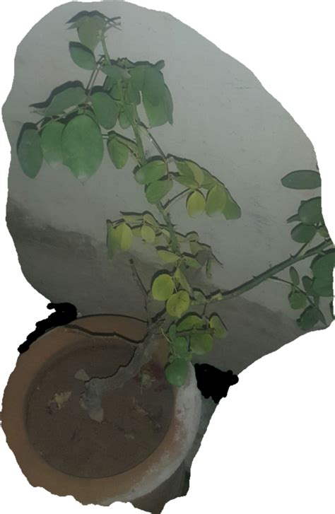 Read Answer To A Question About Rose Plant Gardening Know How