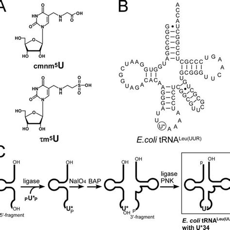 Construction Of E Coli Trna Leu Uur Bearing Wobble Modifications A