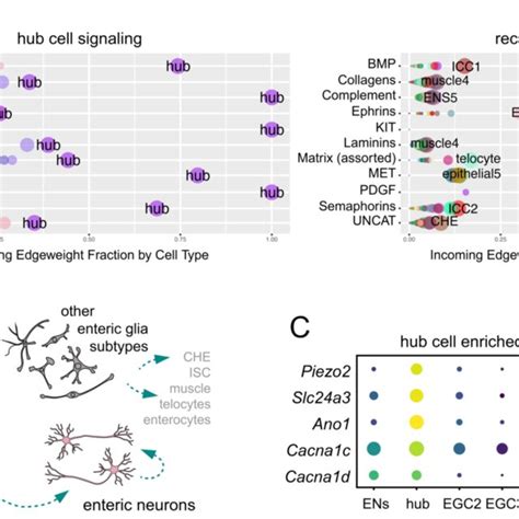 Subtype Specific Enteric Glia Functional Interaction Network A