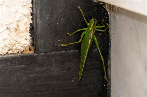 Premium Photo Green Grasshopper Inside House