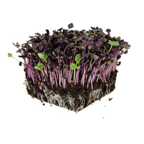 Radish Sprouts
