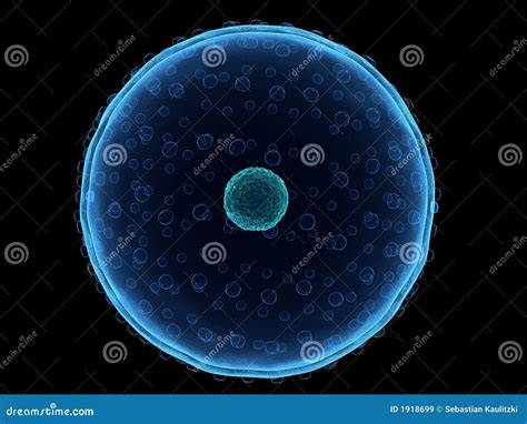 Cell Stock Illustration Illustration Of Scale Nucleus