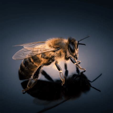 Robot Bees A New Frontier For Artificial Pollination Lets Help The World Of Bees