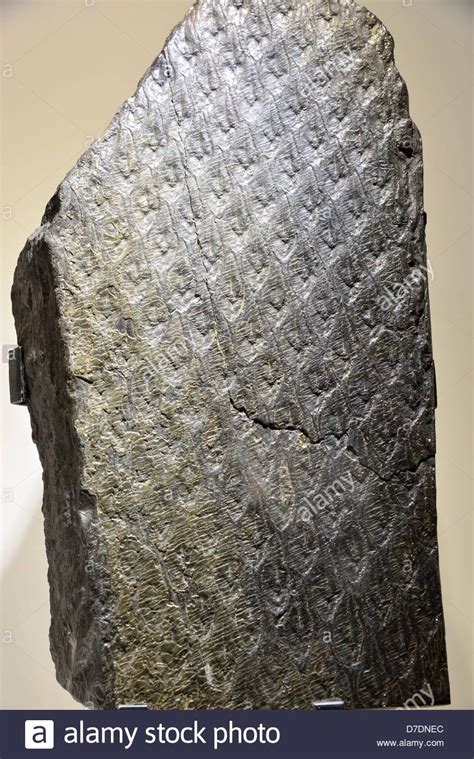 Fossil Scale Tree Lepidodendron Bark
