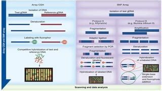 MICROARRAYS Bioinformatics And Genetic Engineering PPTX Biological Sciences Science
