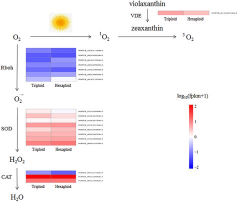 heat map analysis showing the gene expression patterns of degs involved