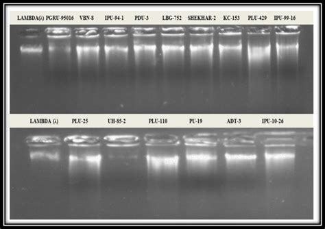 Gel Picture Of Genomic Dna Quantification By Agarose Plate Method