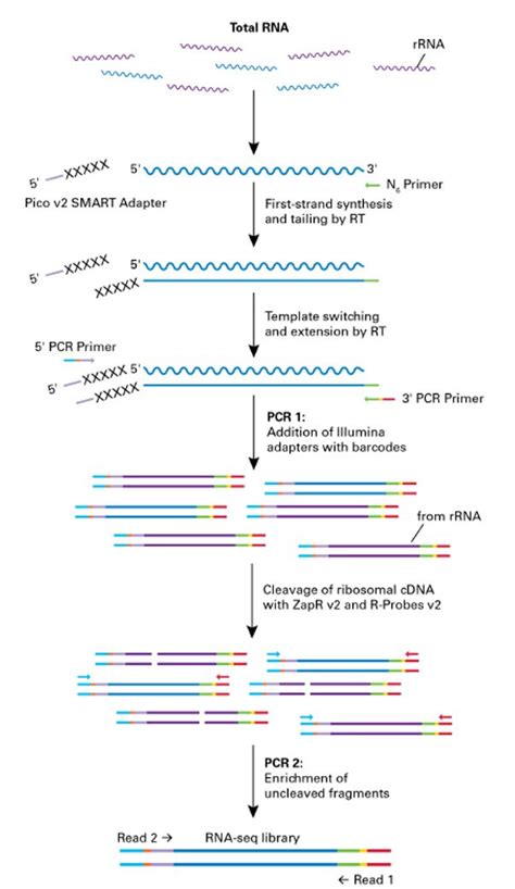 Ultra Low Input Total Rna Sequencing Cancer Genomics Center Uthealth Houston