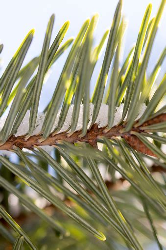 스프루 스 트리 흰 눈의 분기입니다 겨울 전나무 나무에 서 리입니다 서 리 서 리와가 문 비 나무의 가지에 눈의 레이어 새 해 클로즈업 눈에서 침 엽 수 나무 크리스마스