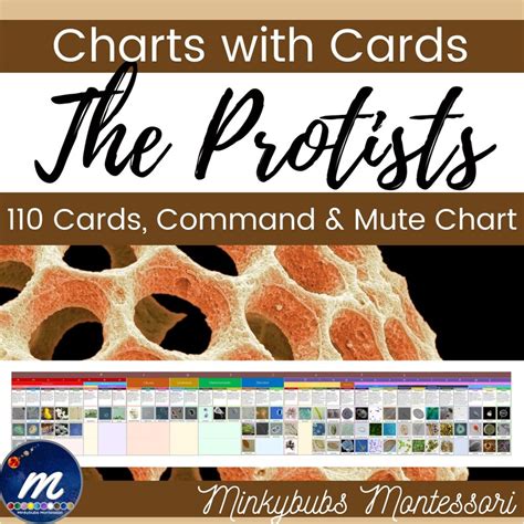 Protists Kingdom Classification Chart Large Format With Cards