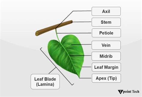 Getting To Know Plants Class 6 Notes Tpoint Tech